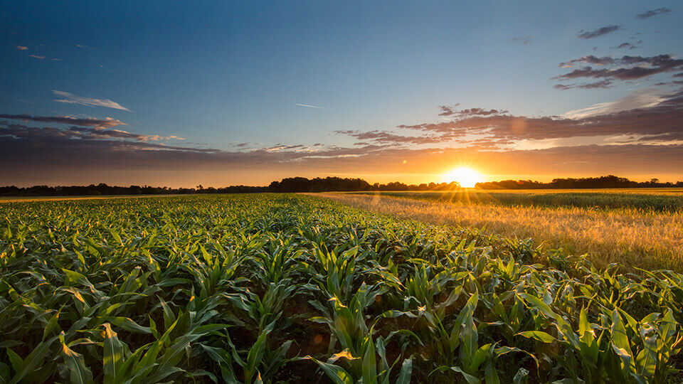 9728E-20 - Stine Seed