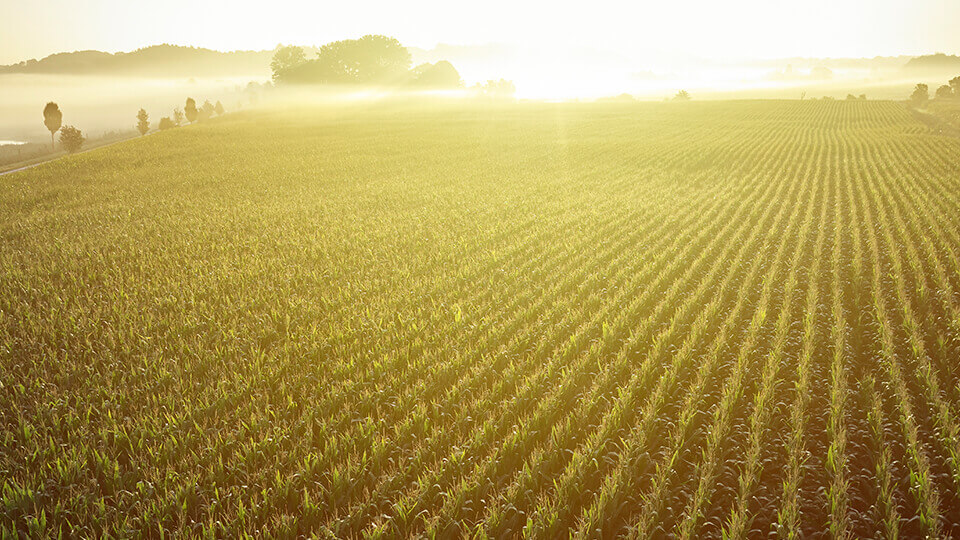 9808E-20 - Stine Seed