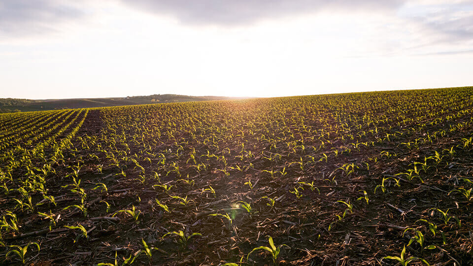 9205-10 - Stine Seed