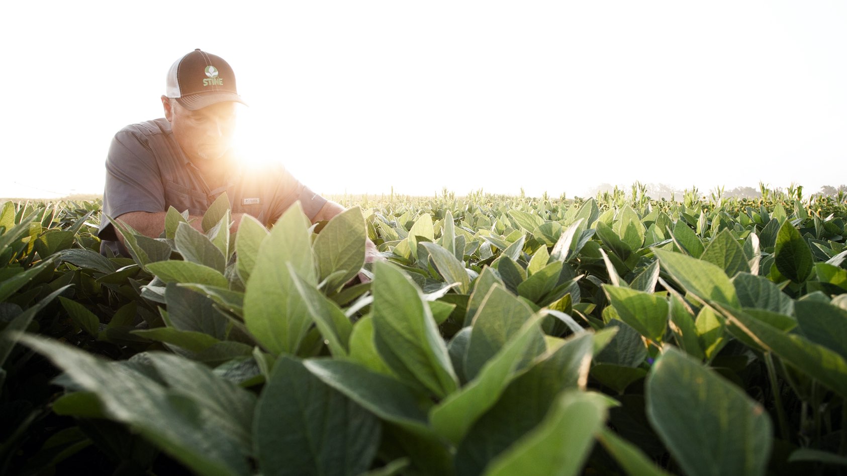 Ronnie Andrews - I Choose Stine - Stine Seed