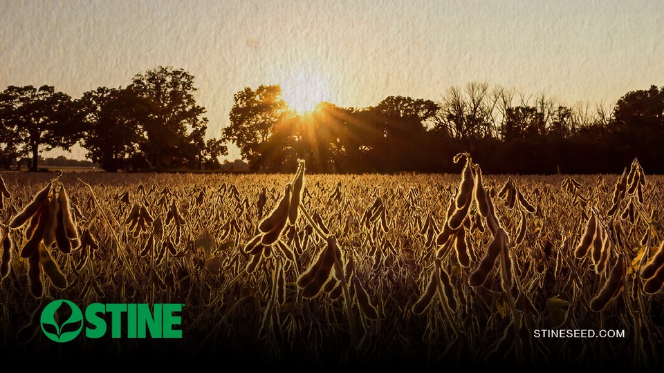 Top product picks for 2025 - Stine Seed Top product picks for 2025 - Stine Seed